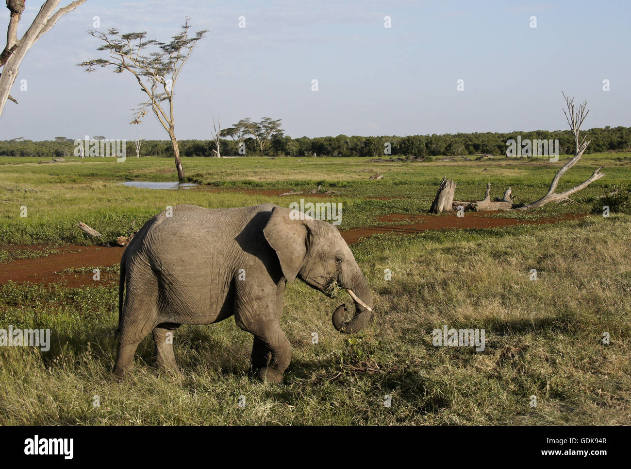 Elephant eating tree hi-res stock photography and images - Alamy