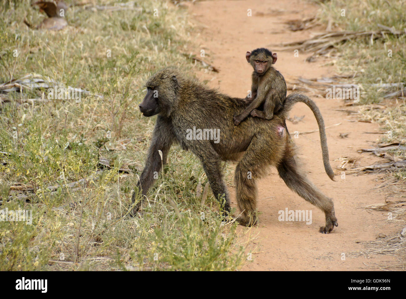 Young olive baboon riding on mother's back, Samburu Game Reserve, Kenya ...
