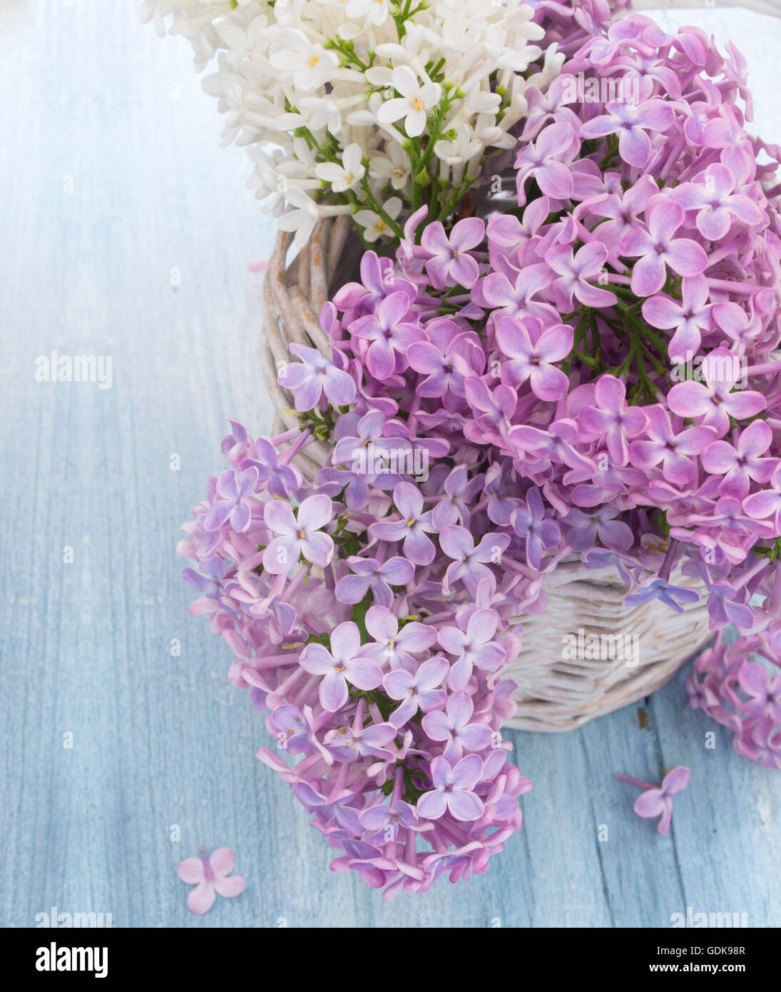 Lilac love hi-res stock photography and images - Alamy