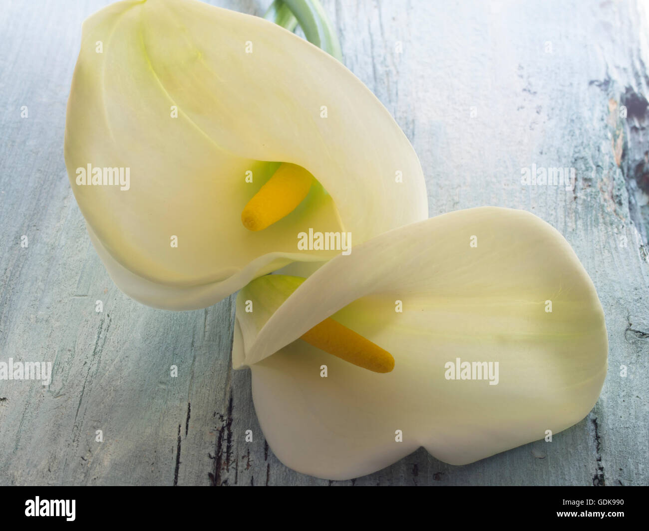 Calla flower with blue background hi-res stock photography and images ...
