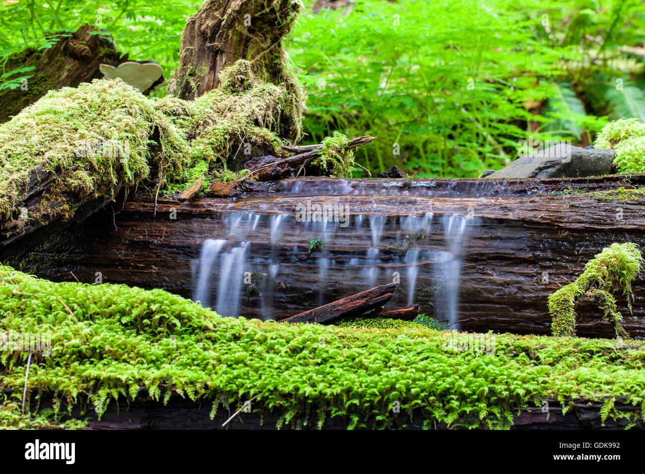 Water flows over a log Stock Photo - Alamy