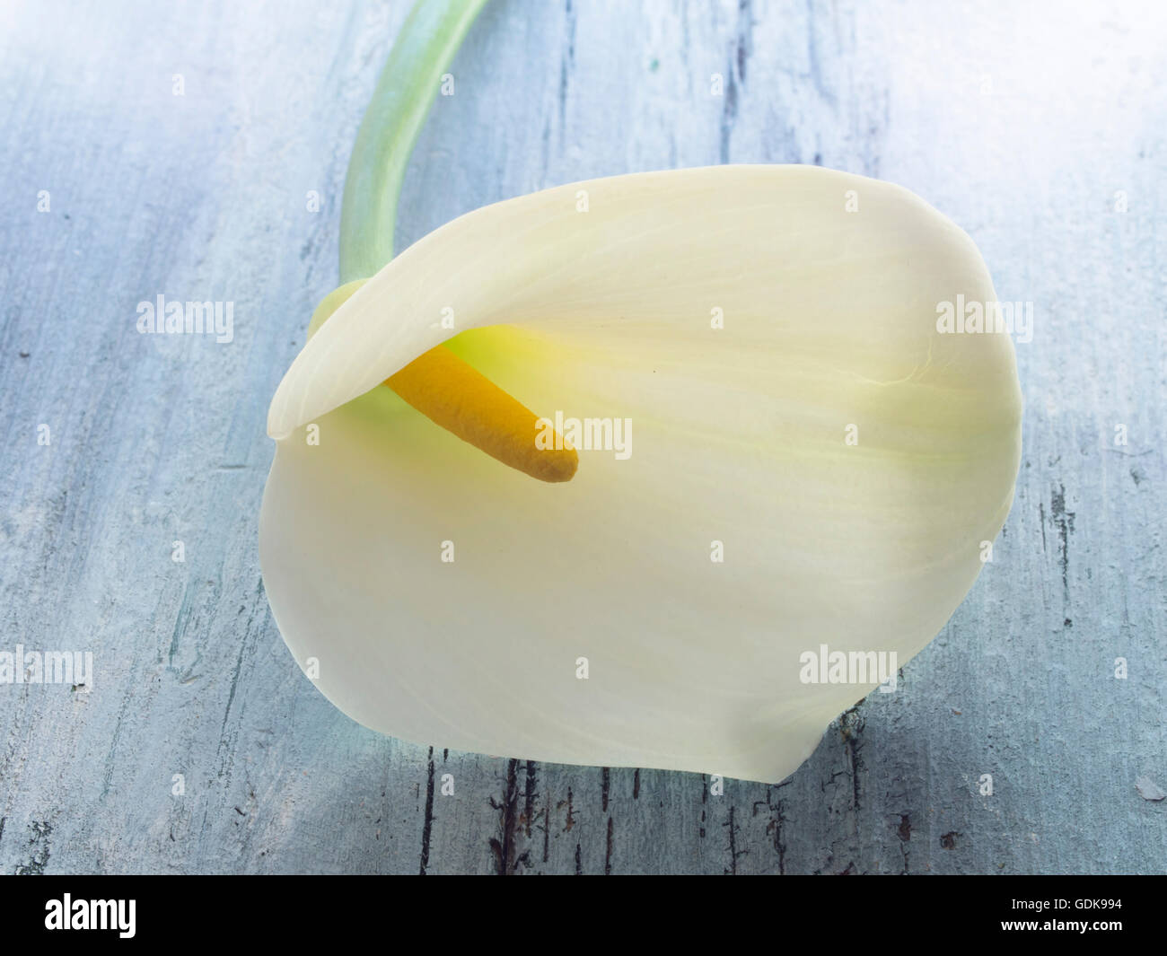 Calla lily blue hi-res stock photography and images - Alamy