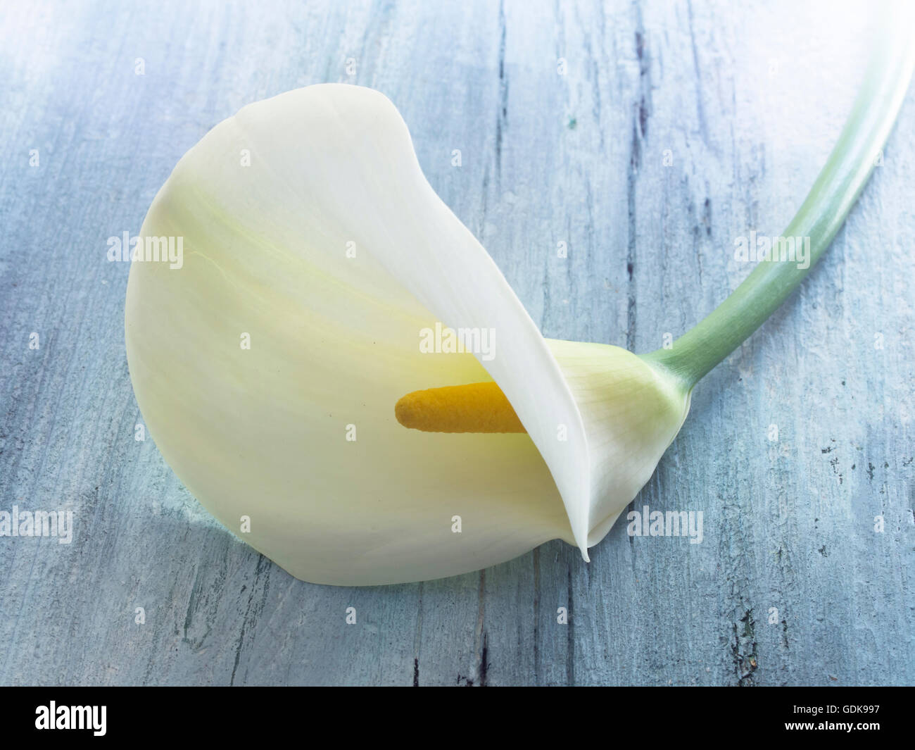 Calla flower with blue background hi-res stock photography and images ...