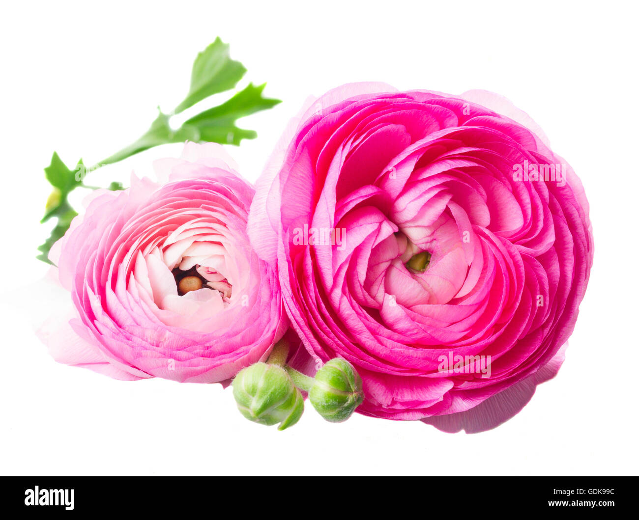Pink and white ranunculus flowers Stock Photo - Alamy