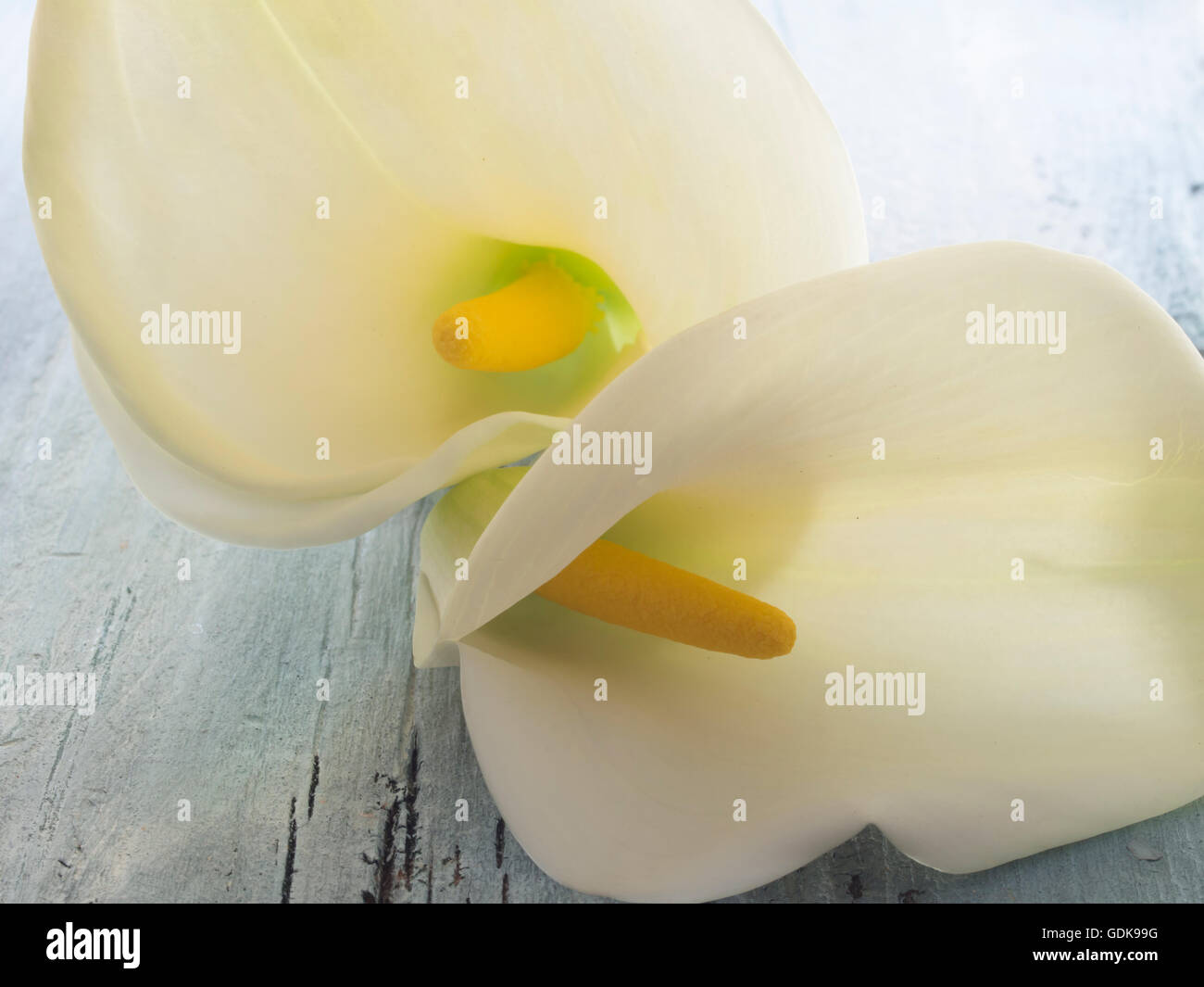 Calla lily blue hi-res stock photography and images - Alamy