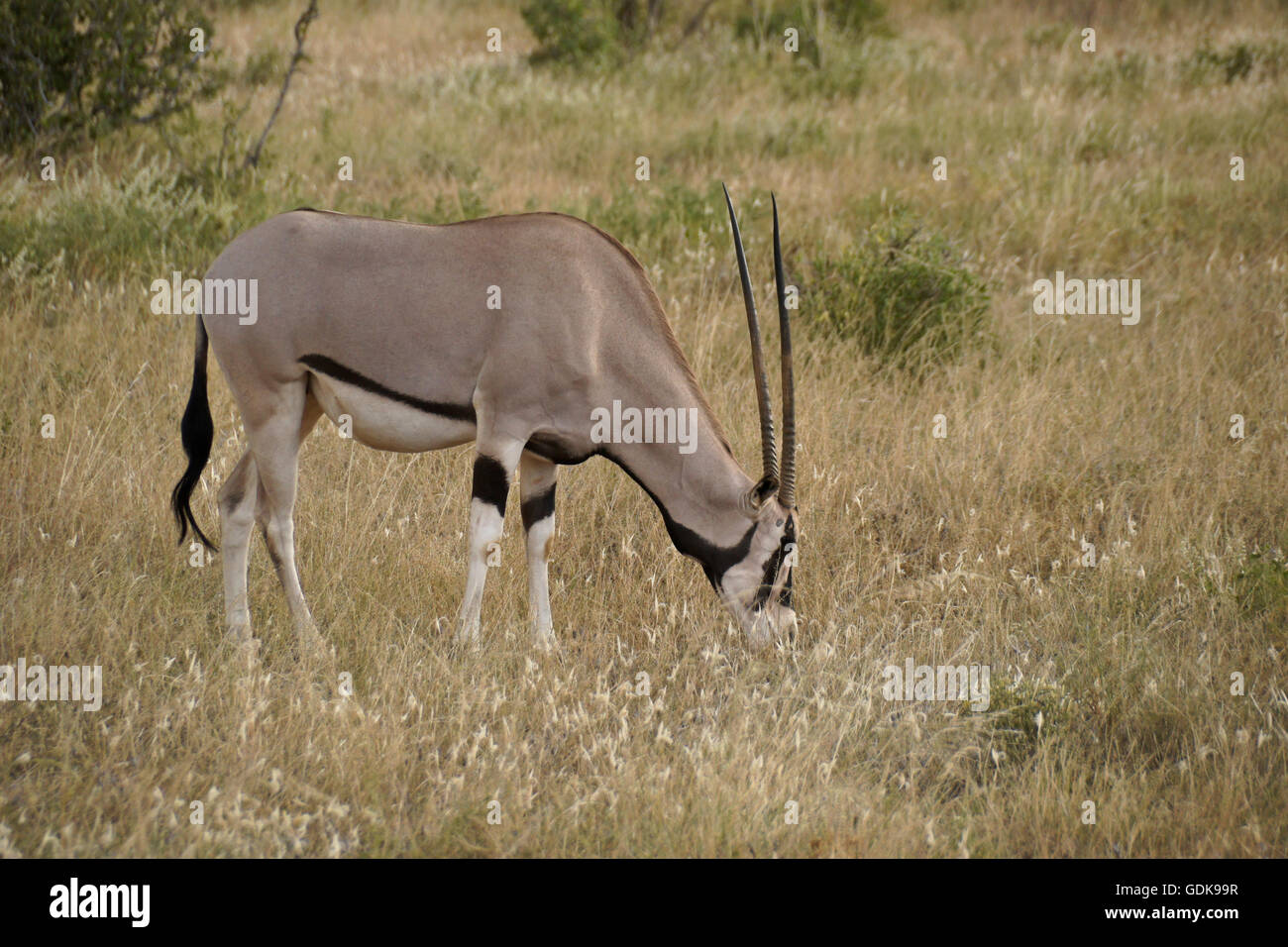 East African oryx (common beisa oryx) grazing, Samburu Game Reserve ...