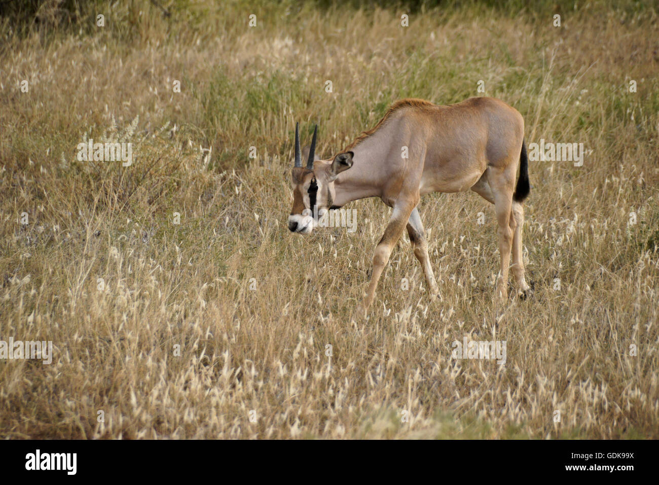 East African oryx (common beisa oryx) calf, Samburu Game Reserve, Kenya ...