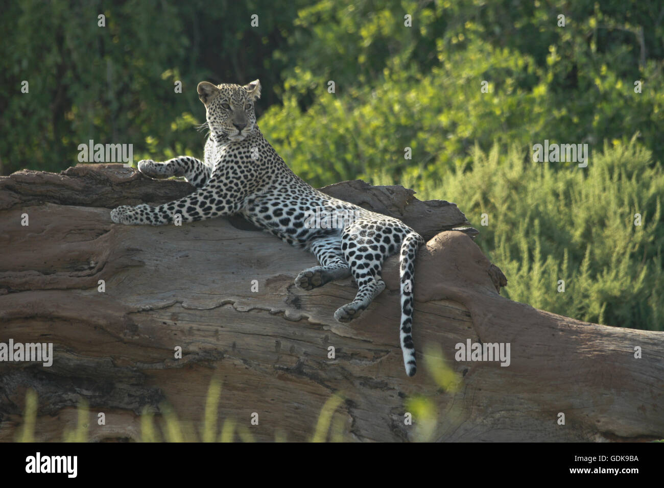 Alert leopard lying on dead tree, Samburu Game Reserve, Kenya Stock ...