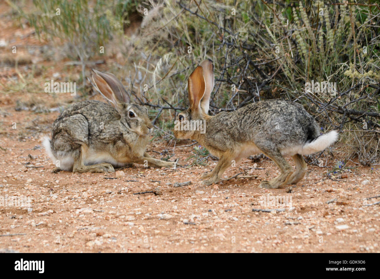African hares (Cape hares) courting, Samburu Game Reserve, Kenya Stock ...