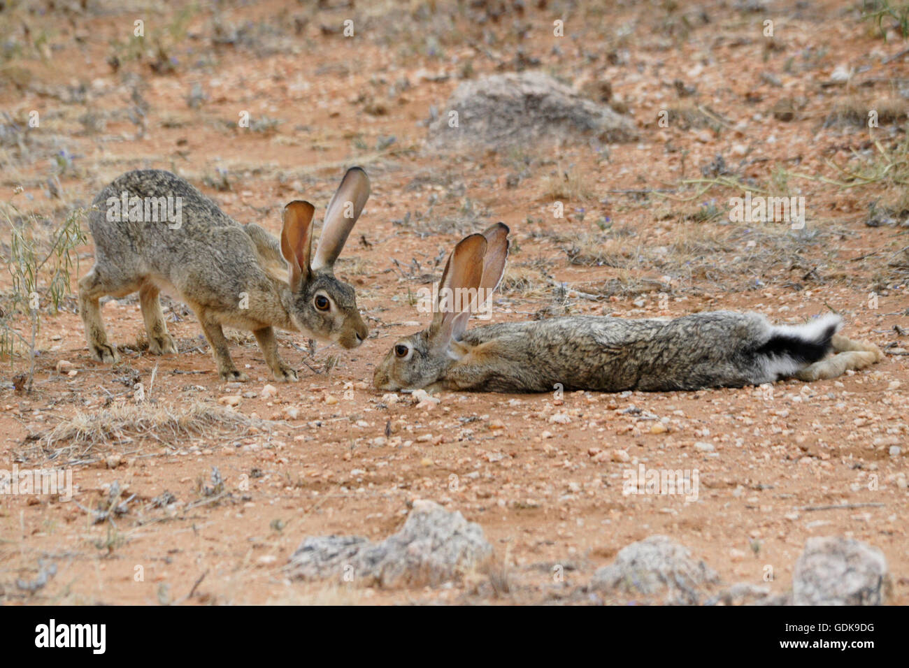 Cape Hare High Resolution Stock Photography and Images - Alamy