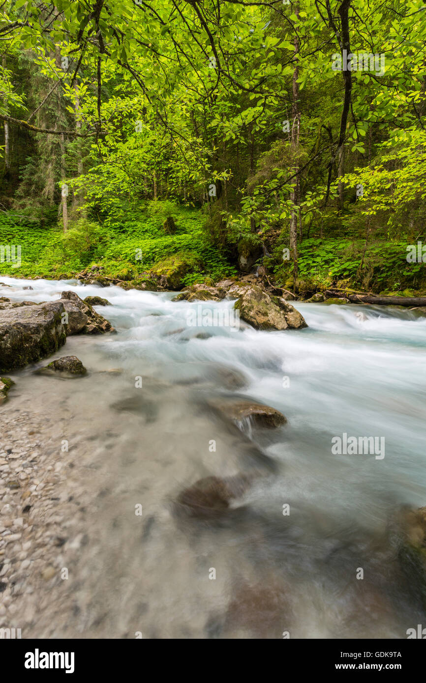 River, Forest, Hammersbach, Entry Höllentalklamm, Grainau, Bavaria ...