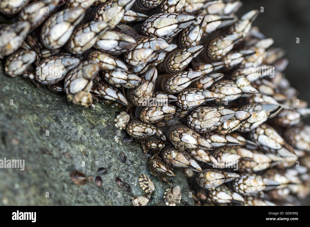 Cluster of barnacles on rocks Stock Photo - Alamy
