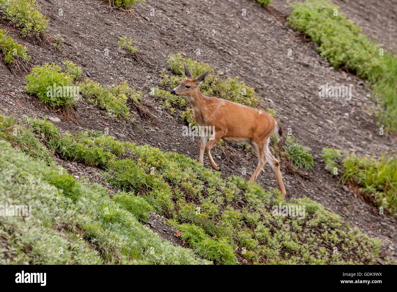 Deer climbing a hill Stock Photo - Alamy