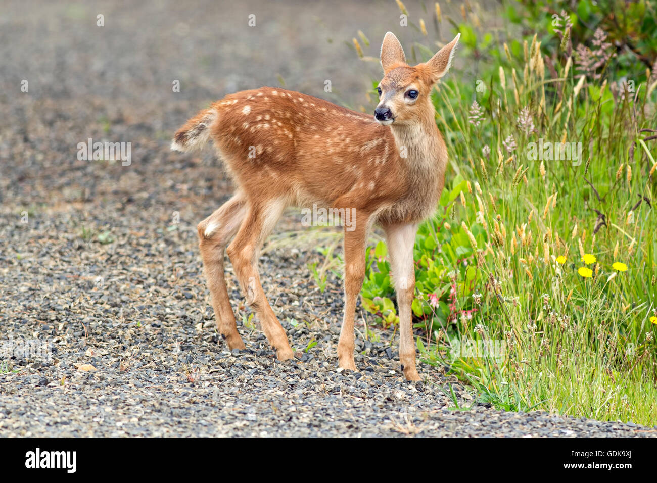 Black tailed deer doe and fawn hi-res stock photography and images - Alamy