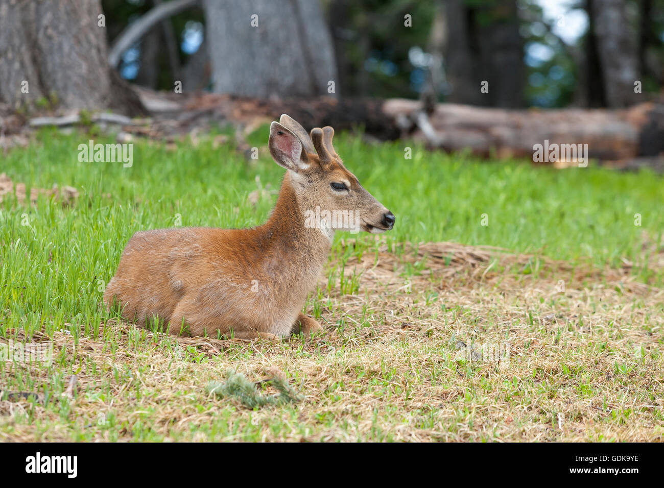 Male deer laying in the grass Stock Photo - Alamy