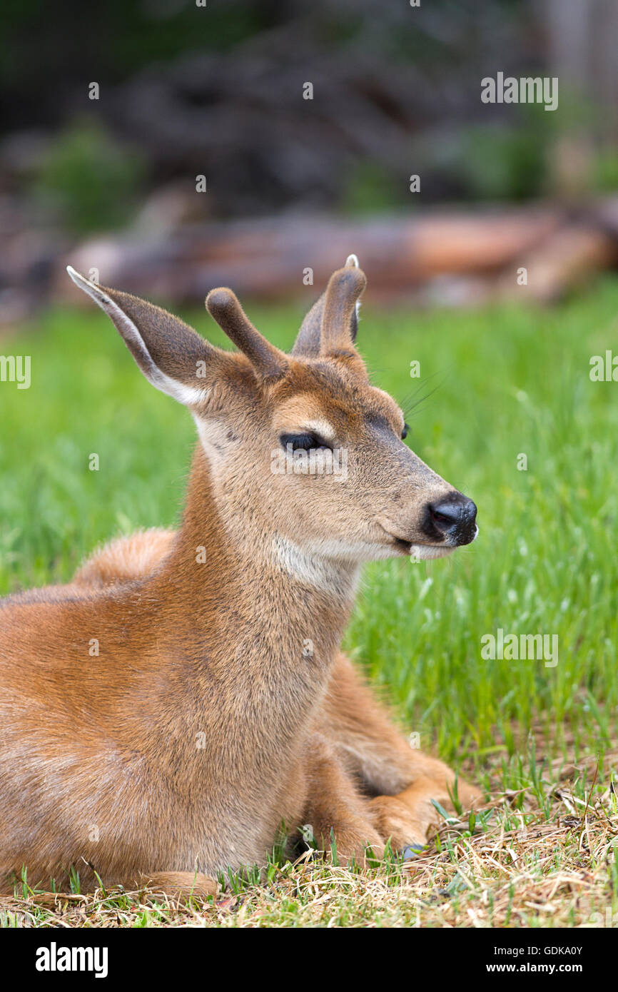 Velvet ridge hi-res stock photography and images - Alamy