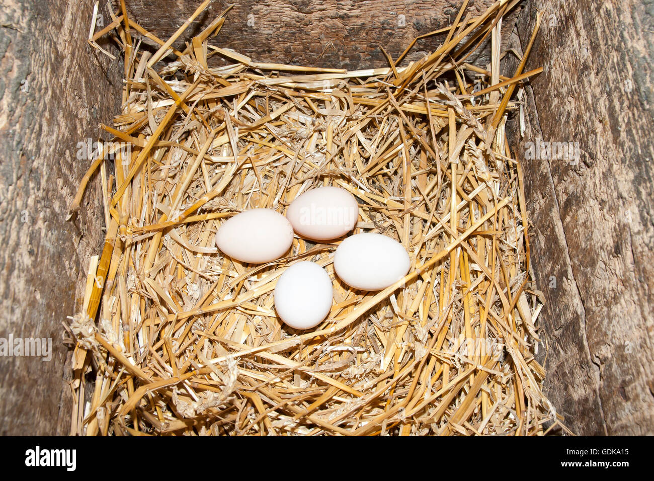 Wild bird eggs hi-res stock photography and images - Alamy