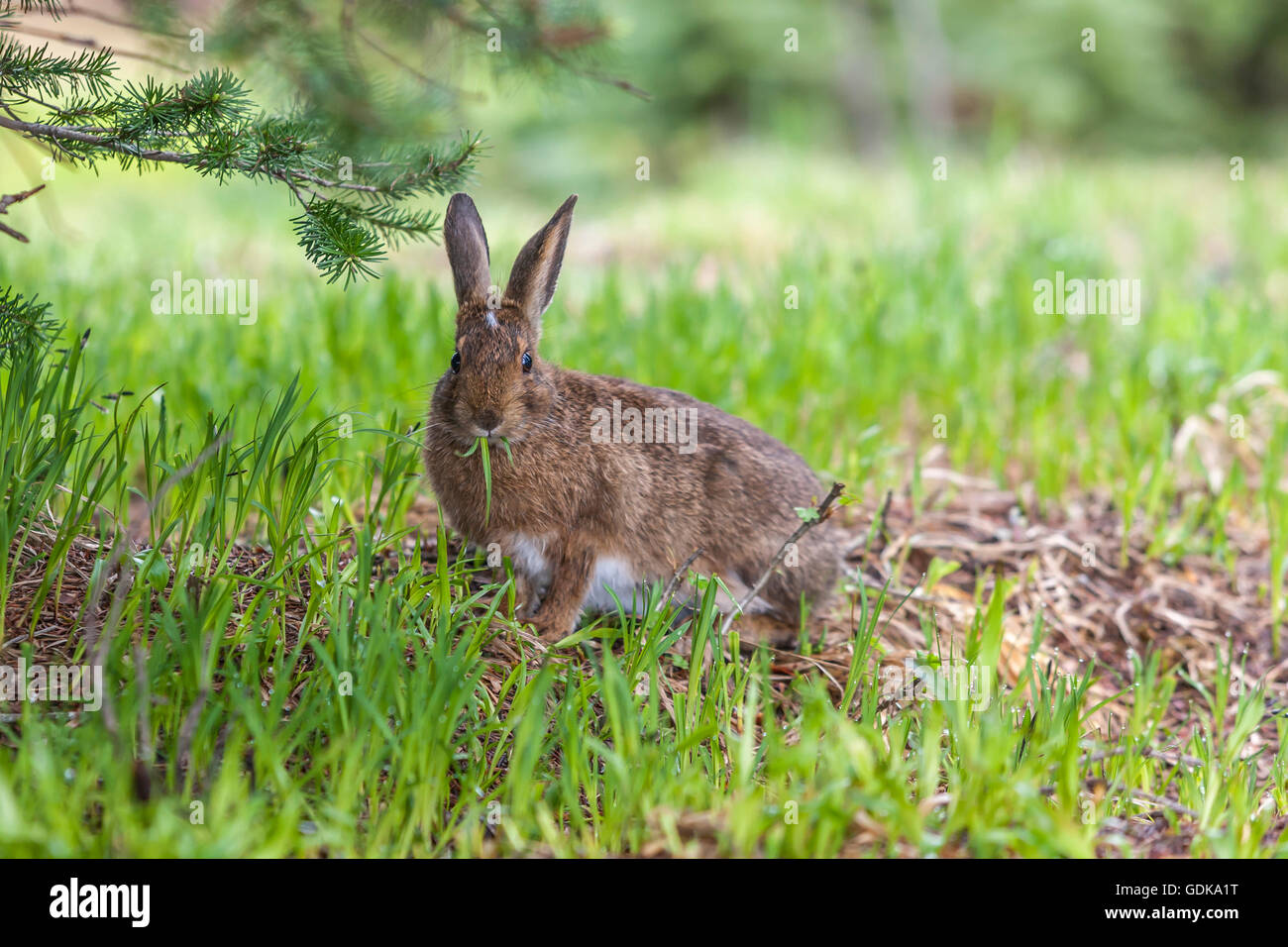 Snowshoe hare eats grass Stock Photo - Alamy