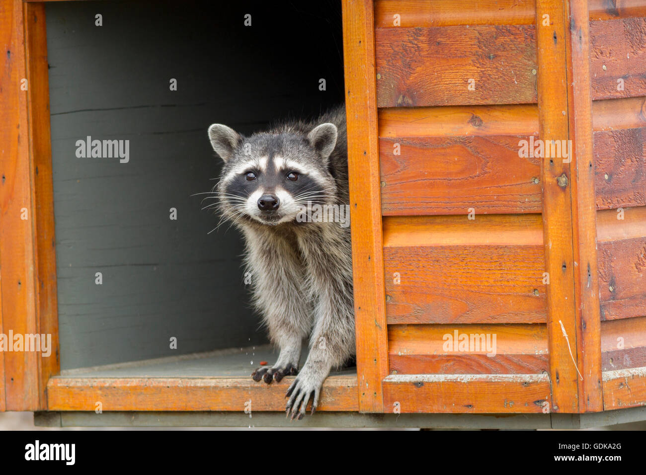 Raccoon in feeding box Stock Photo - Alamy