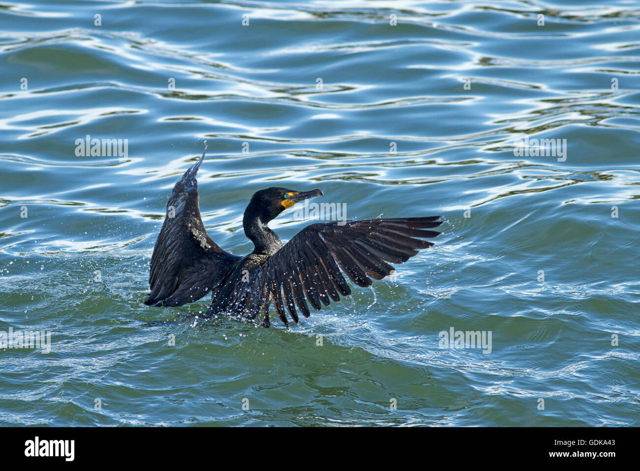 Cormorant fauna hi-res stock photography and images - Alamy