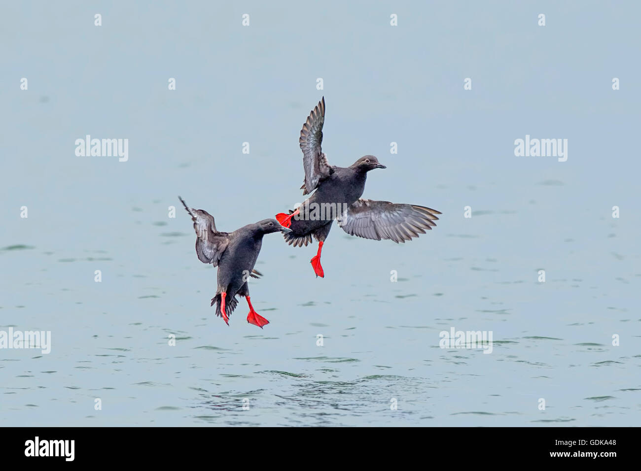 Two pigeon guillemot fly just above water Stock Photo - Alamy