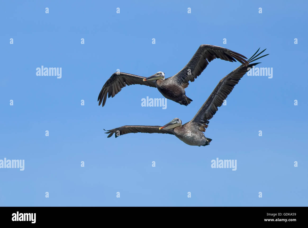 Two pelicans flying hi-res stock photography and images - Alamy