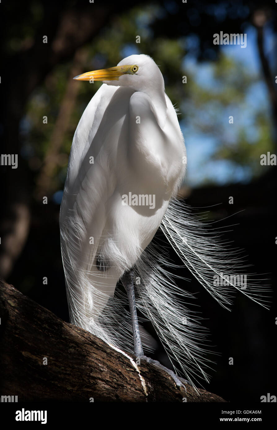 Egret mating plumage hi-res stock photography and images - Alamy