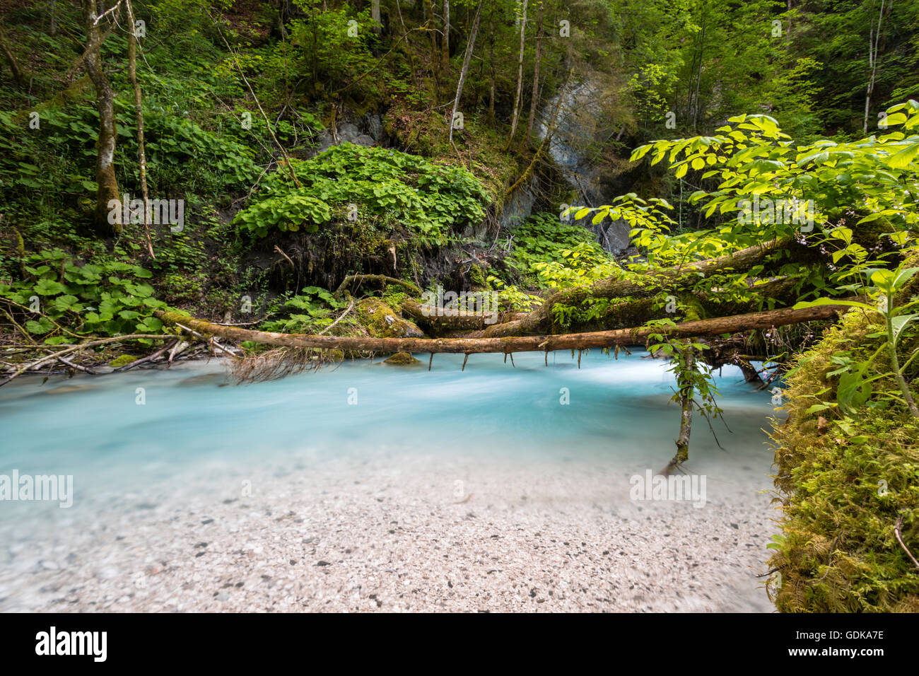 River, Forest, Hammersbach, Entry Höllentalklamm, Grainau, Bavaria ...