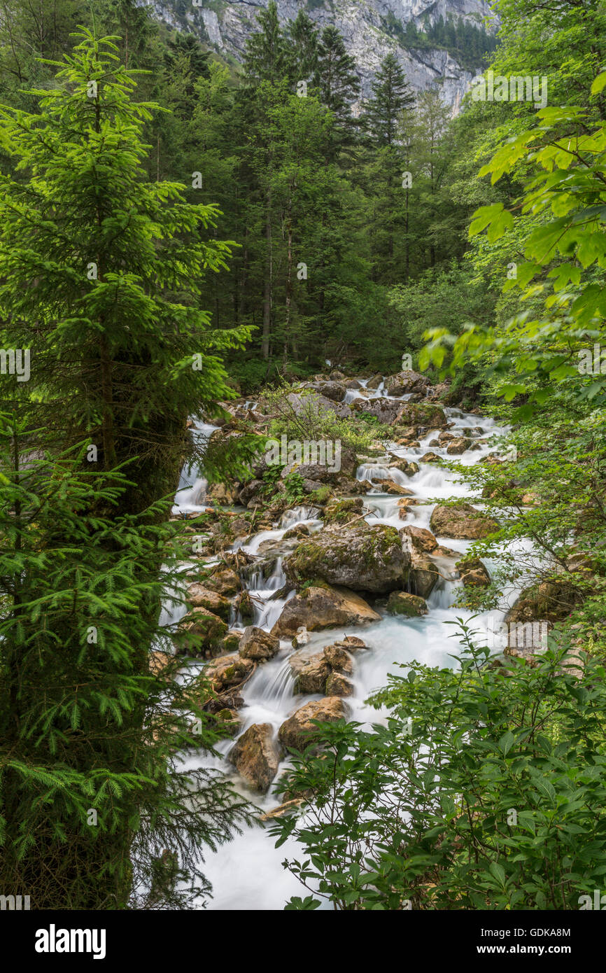 River, Forest, Hammersbach, Entry Höllentalklamm, Grainau, Bavaria ...
