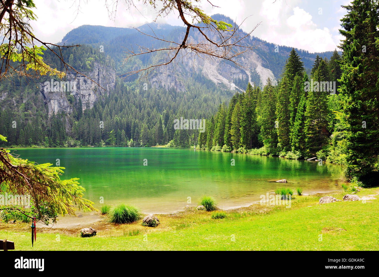 Forest mountain italian alps hi-res stock photography and images - Alamy