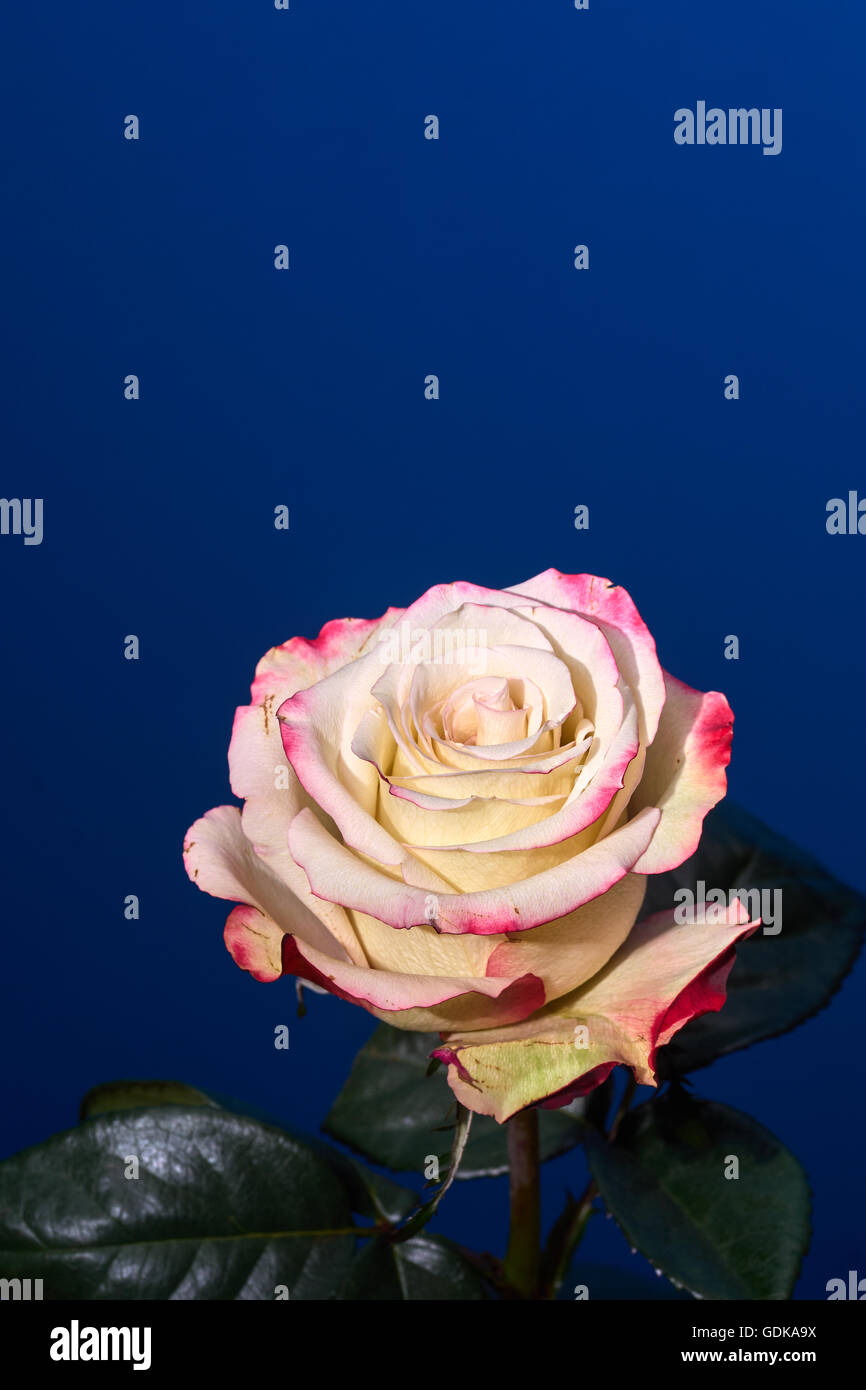 Beautiful, white and red rose flower on a blue background Stock Photo ...