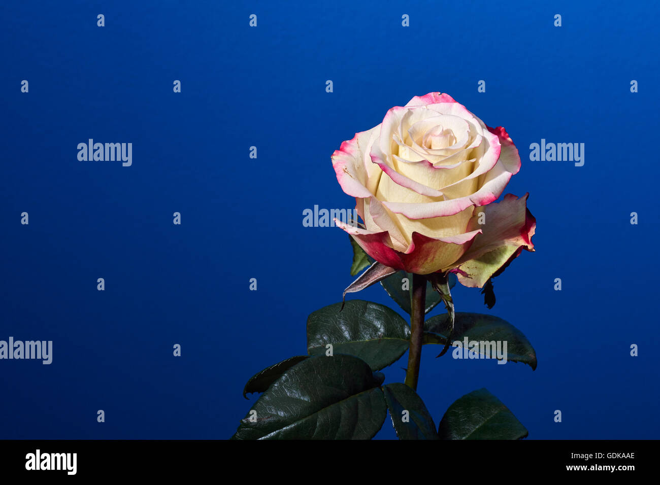 Beautiful, white and red rose flower on a blue background Stock Photo ...