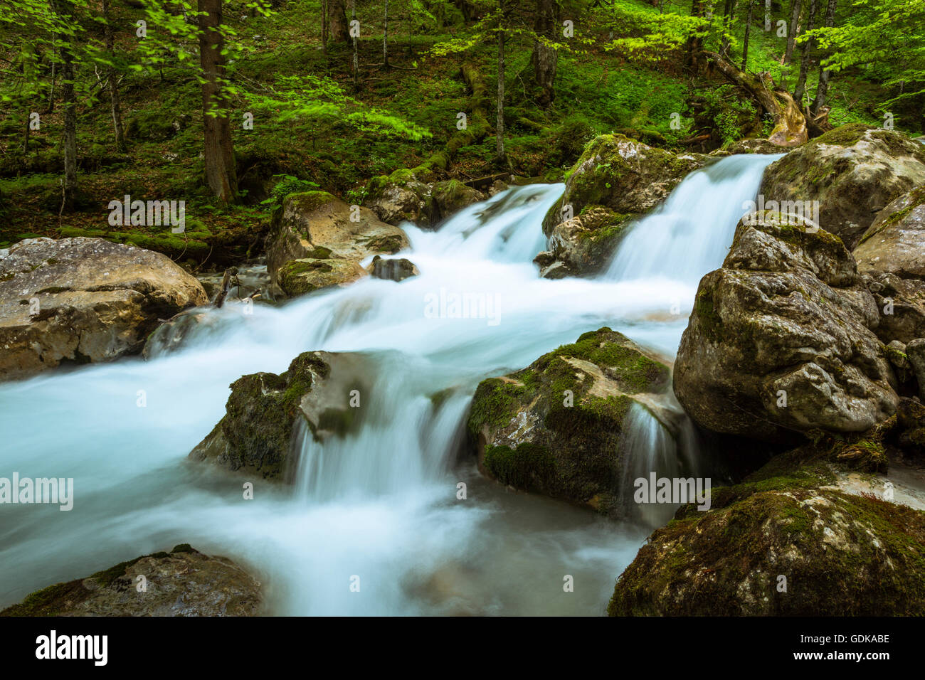 River, Forest, Hammersbach, Entry Höllentalklamm, Grainau, Bavaria ...
