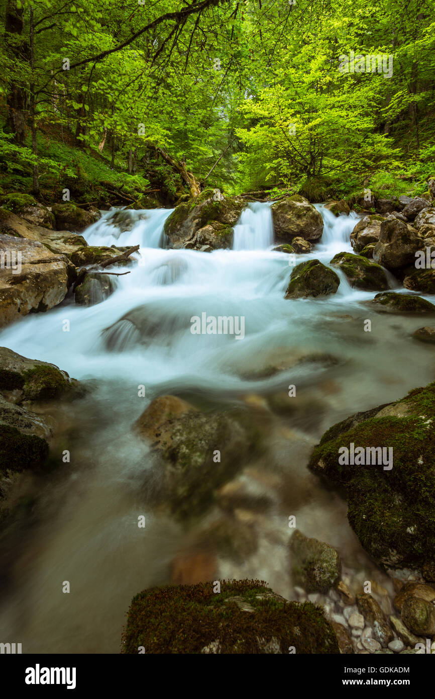 River, Forest, Hammersbach, Entry Höllentalklamm, Grainau, Bavaria ...