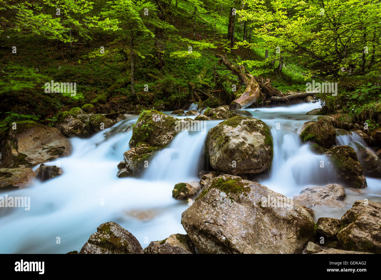 River, Forest, Hammersbach, Entry Höllentalklamm, Grainau, Bavaria ...