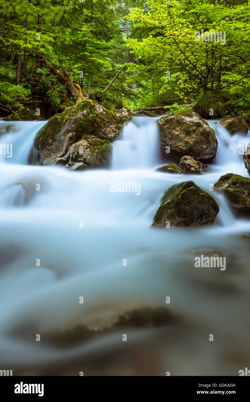 River, Forest, Hammersbach, Entry Höllentalklamm, Grainau, Bavaria ...