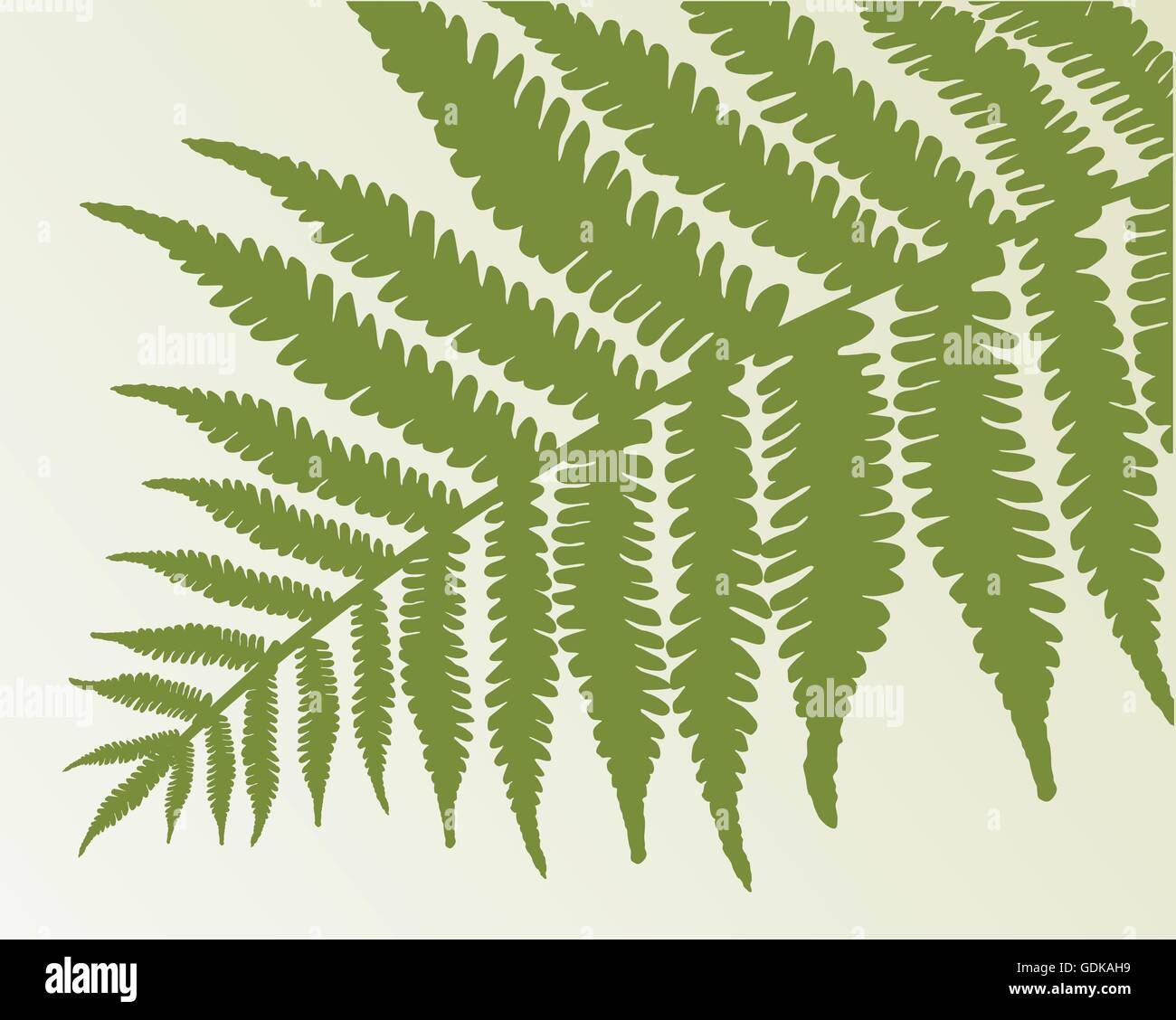 Vector - Single fern frond Stock Vector Image & Art - Alamy