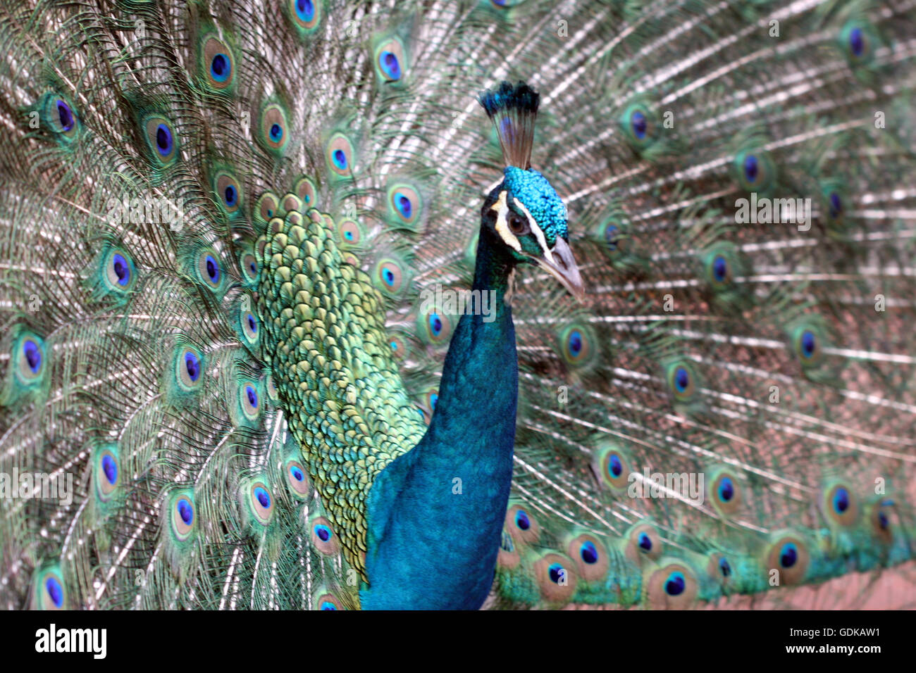Peacock with its spring splendor Stock Photo - Alamy
