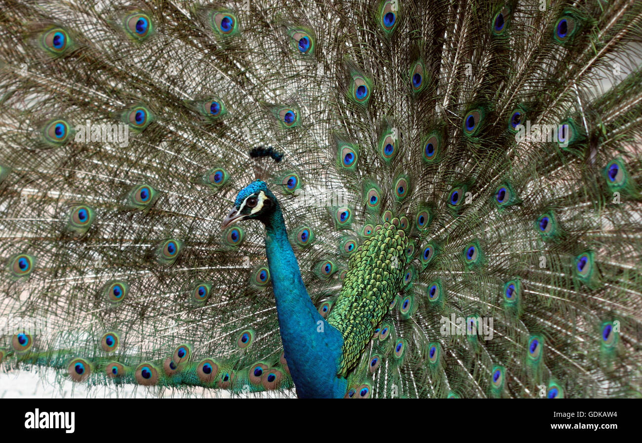 Splendor of nature hi-res stock photography and images - Alamy