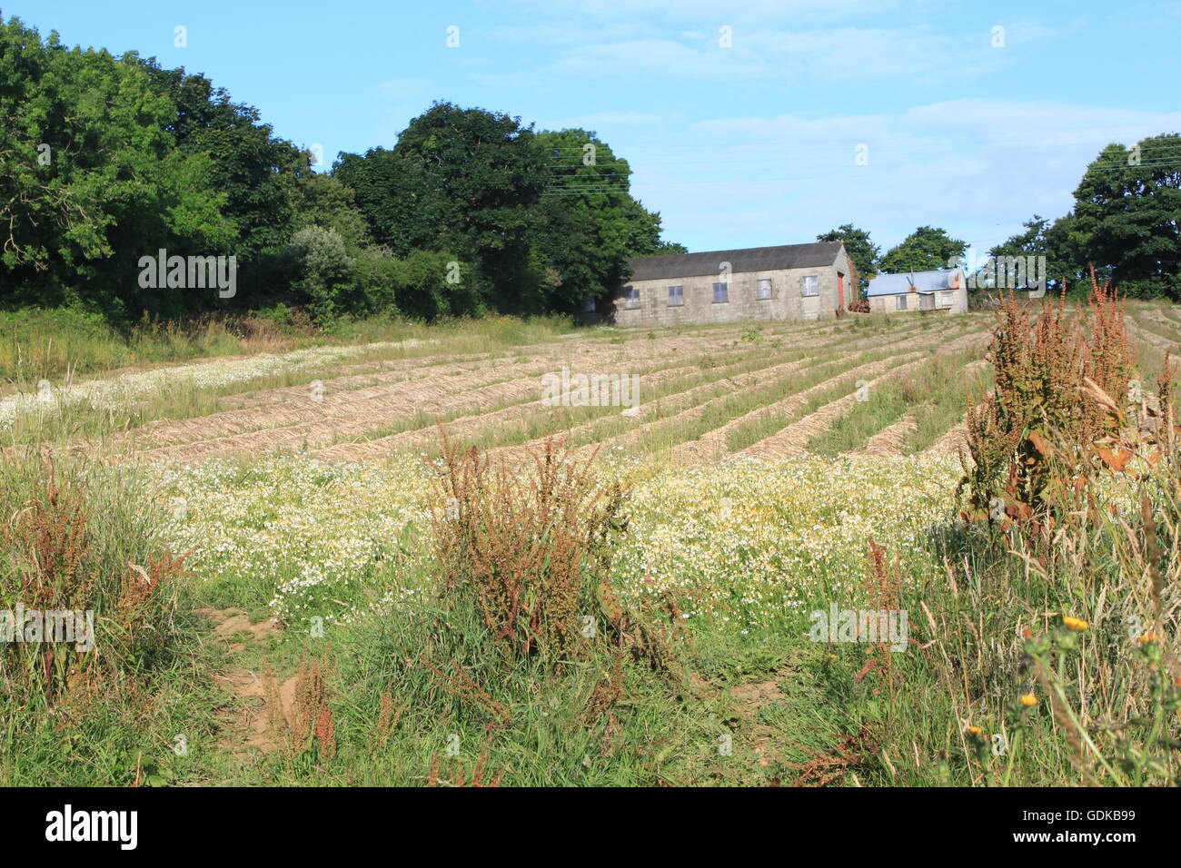 field with granite house in cornwall Stock Photo - Alamy
