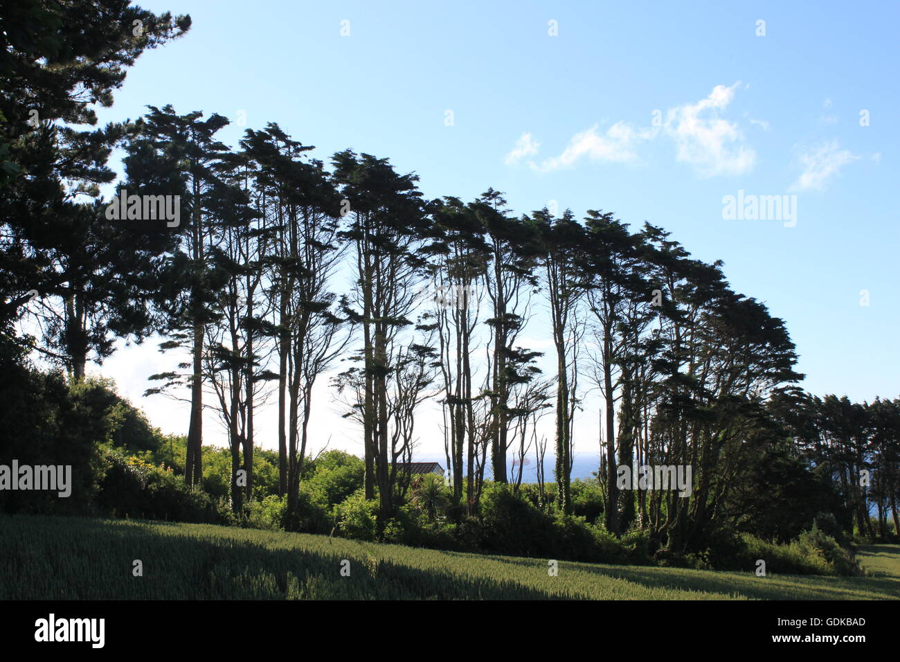 Trees on skyline hi-res stock photography and images - Alamy