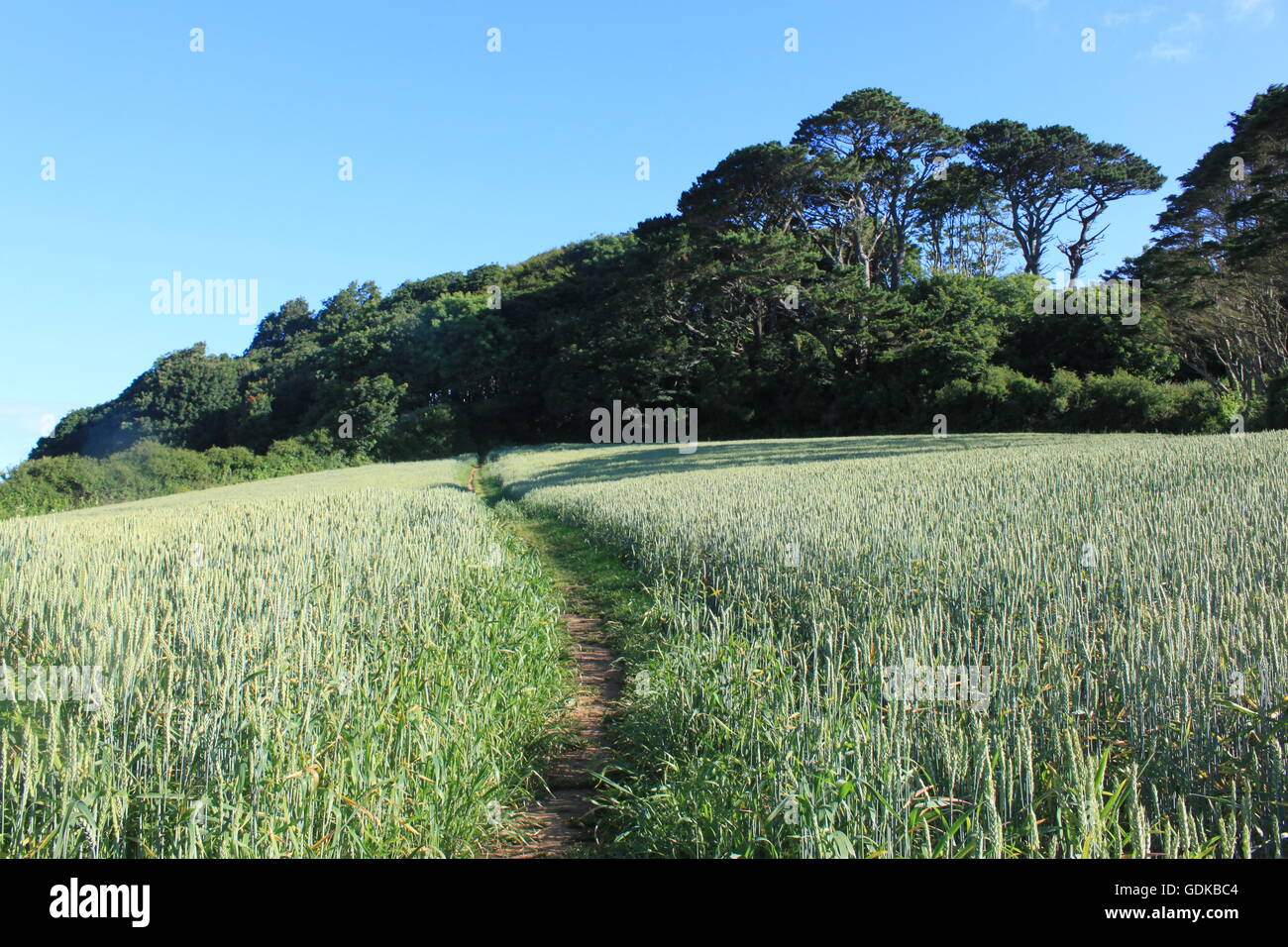 rural scene with trees on skyline on a summer day Stock Photo - Alamy