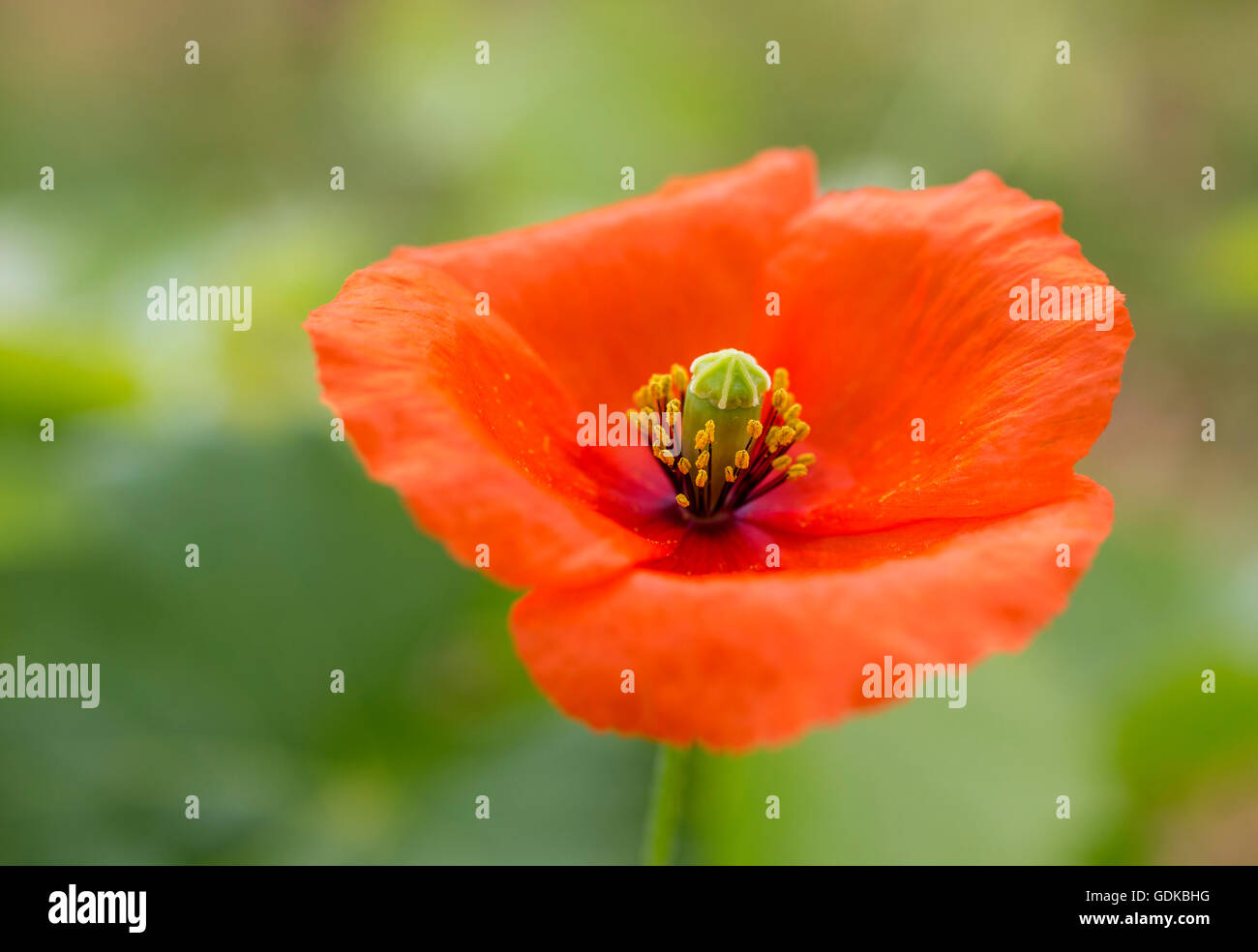 Poppy leaves hi-res stock photography and images - Alamy
