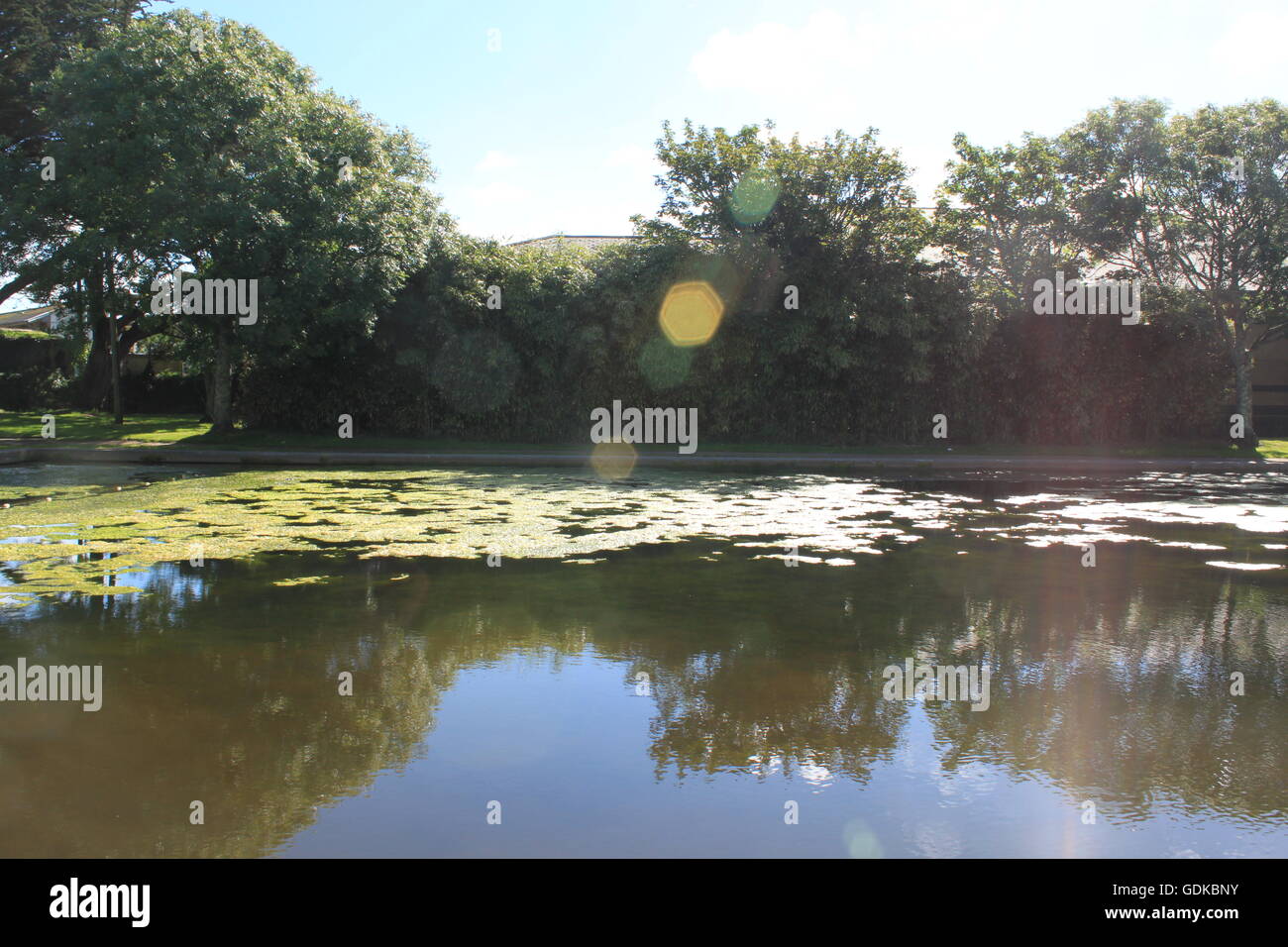 Sunny pond hi-res stock photography and images - Alamy