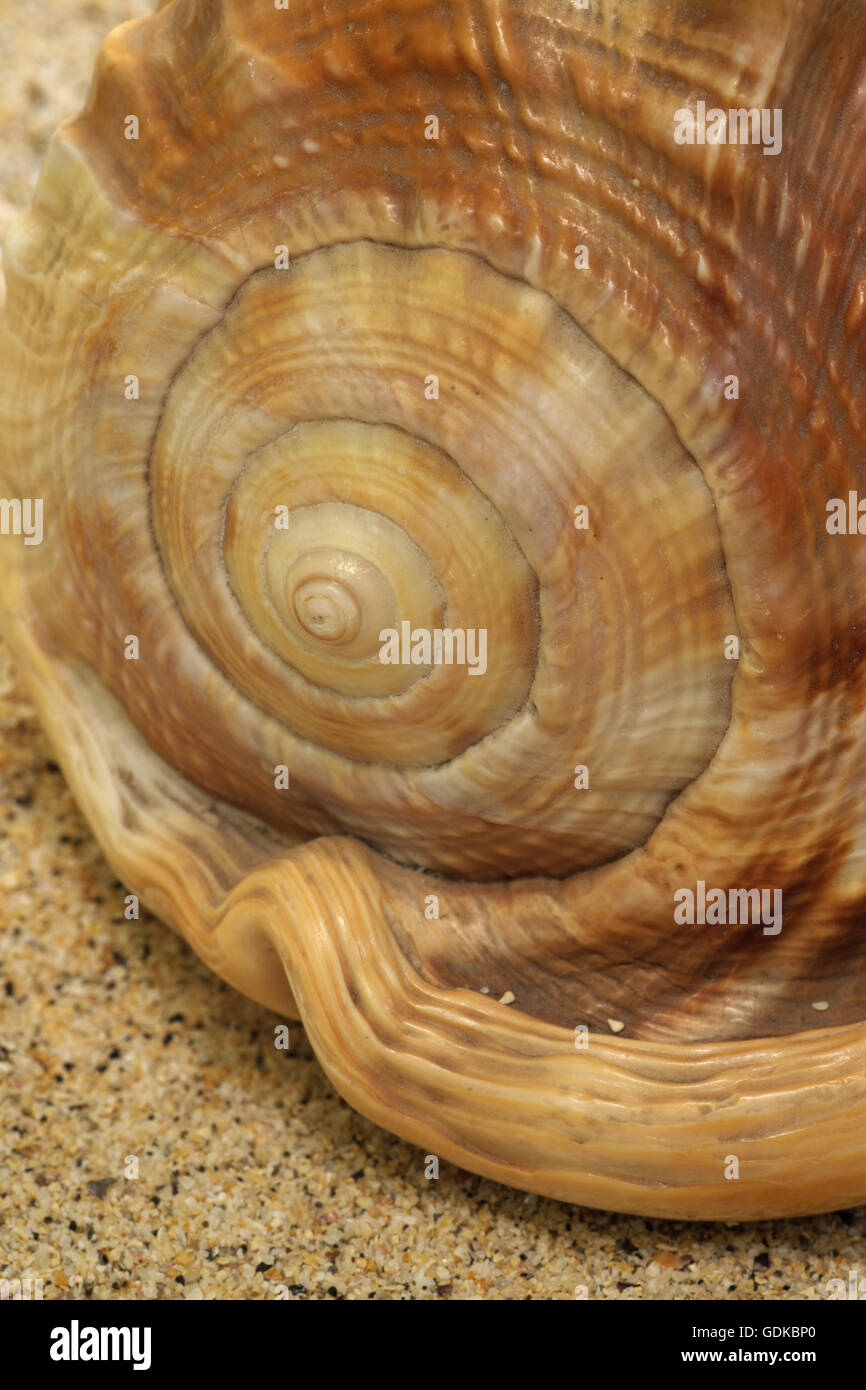 Queen helmet shell hi-res stock photography and images - Alamy