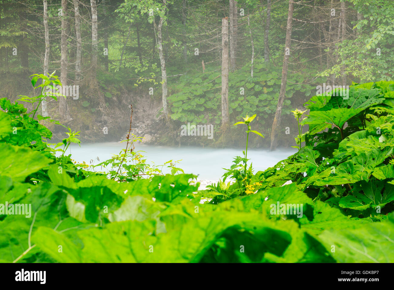 Outdoor partnach river summer tree hi-res stock photography and images ...