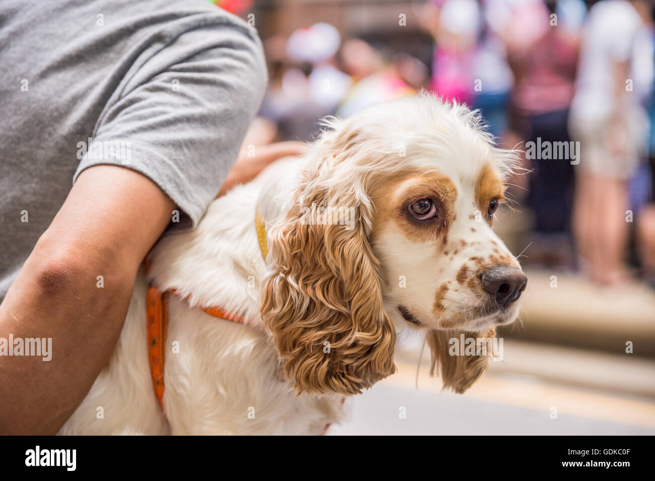 Red cocker spaniel hi-res stock photography and images - Alamy
