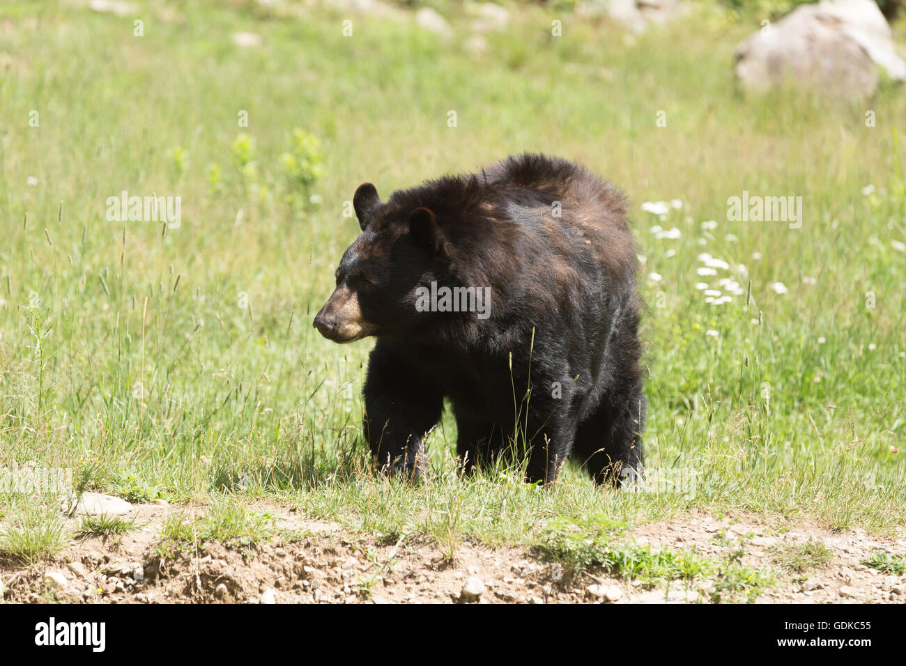 A lone and large black bear Stock Photo - Alamy