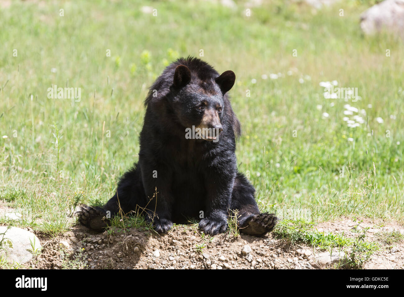 A lone and large black bear Stock Photo - Alamy