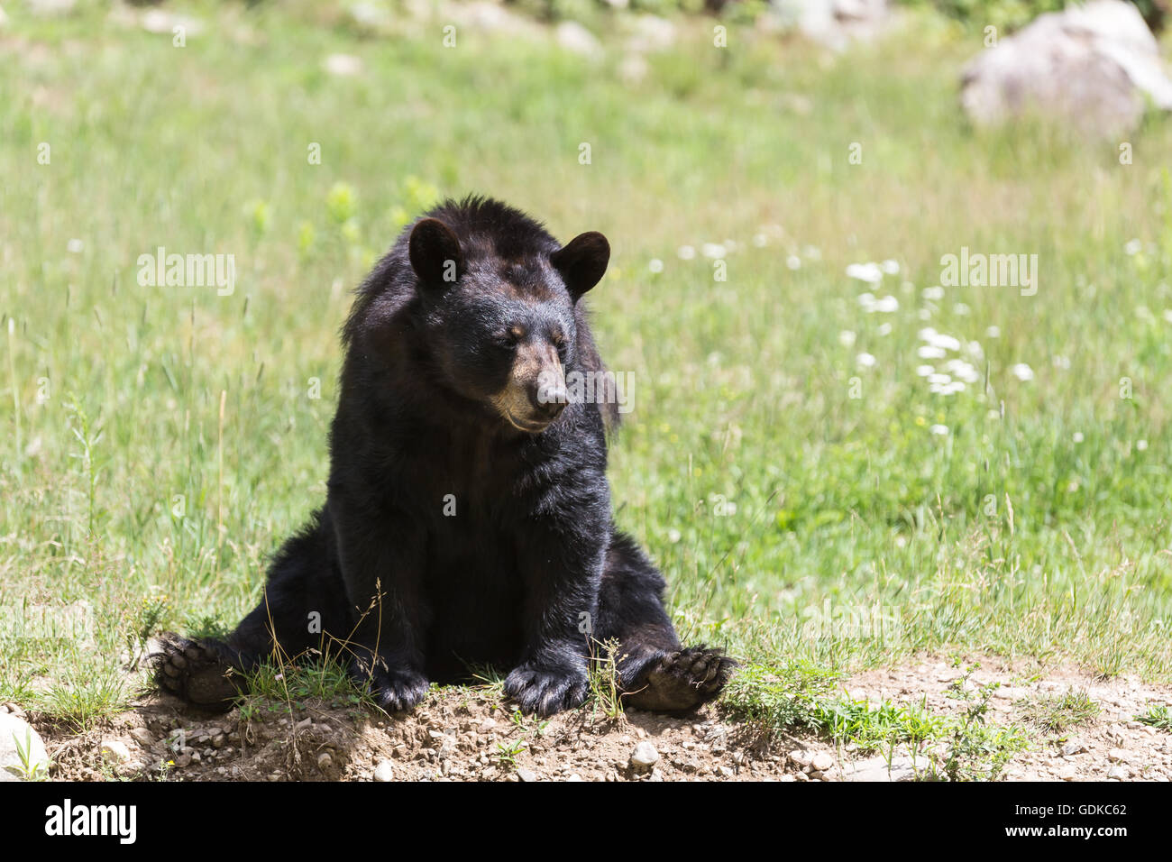 A lone and large black bear Stock Photo - Alamy